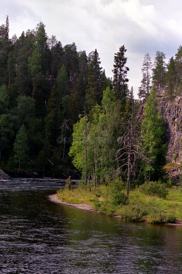 Forest and river stock photo. Image of forest, river - 10971940