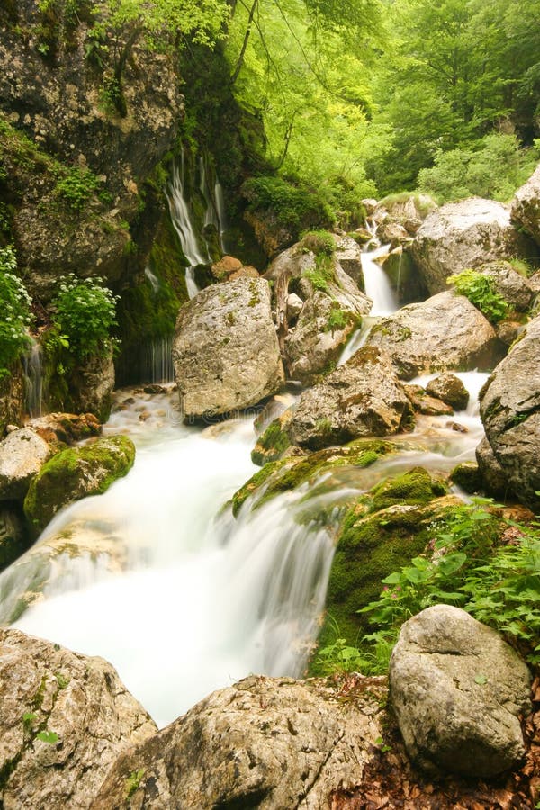 Forest river stock image. Image of peaceful, leaf, recreation - 11337453