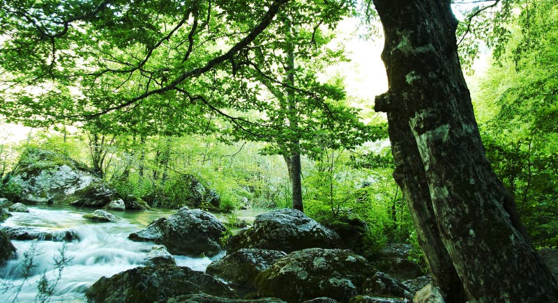 River in spring forest stock image. Image of outdoor, waterfall - 5267729
