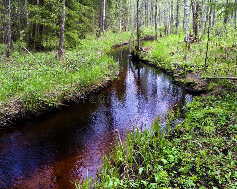 Forest river stock image. Image of river, spring, natural - 5154981