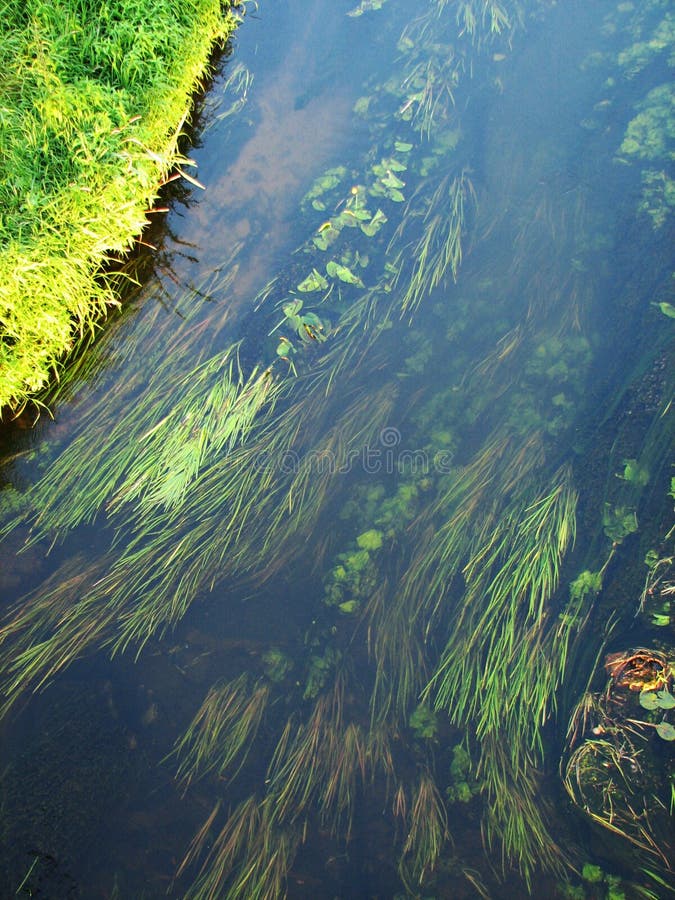 Forest river algae stock photo. Image of organism, algae - 57179792