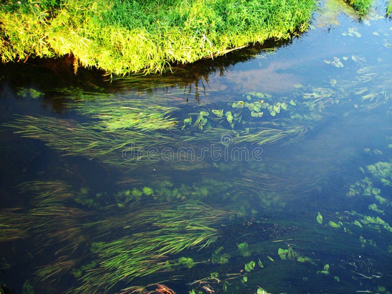 Forest river algae stock photo. Image of dirty, outdoor - 57180718