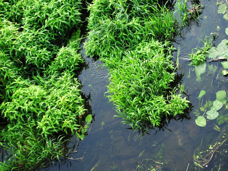 Forest river algae stock photo. Image of organism, algae - 57179792