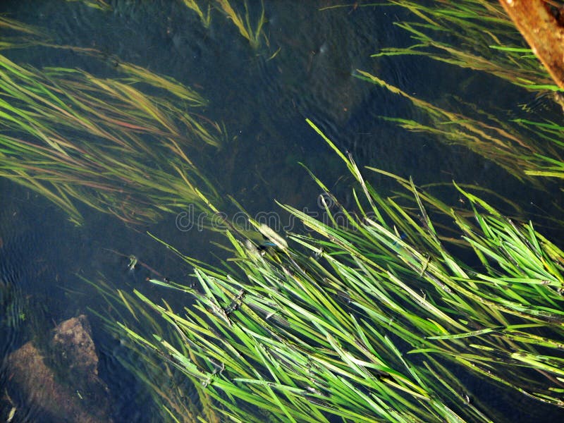 Forest river algae stock image. Image of cold, nature - 57181649