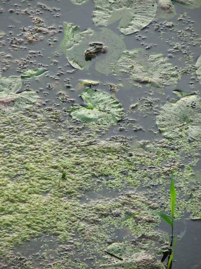 Forest river algae stock image. Image of close, leaf - 57181719
