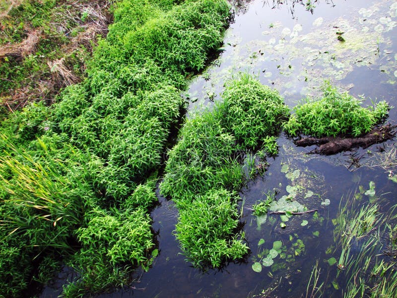 Forest river algae stock photo. Image of clean, color - 57179912