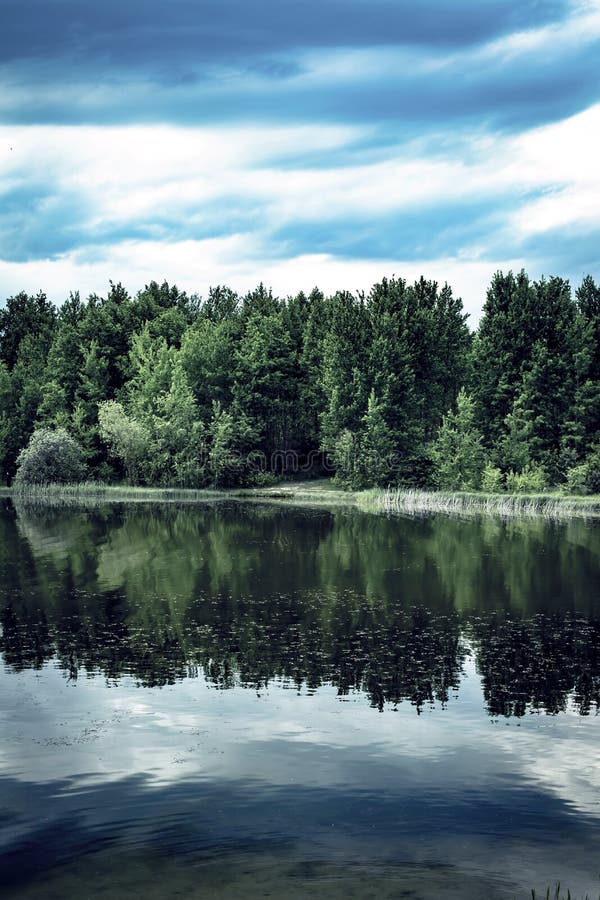 Forest on the River Bank. Beautiful Natural Background in Summer Stock ...