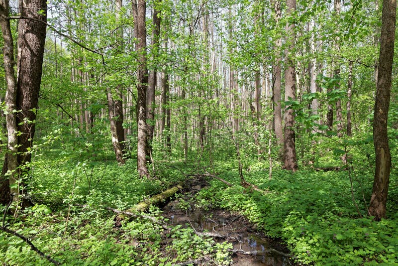 Forest River on a Clear Sunny Day Stock Photo - Image of clear, nature ...