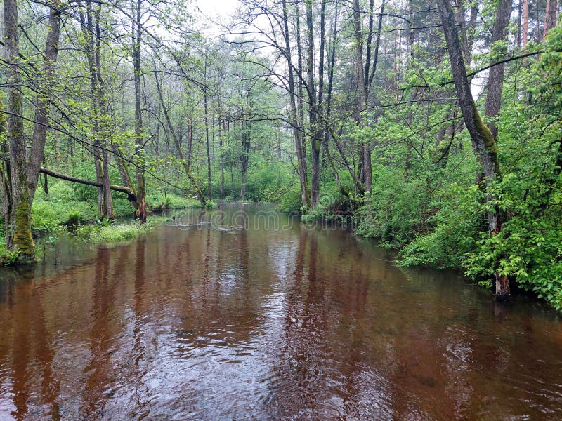 Forest River Creek. Stream in the Woods Stock Photo - Image of ...