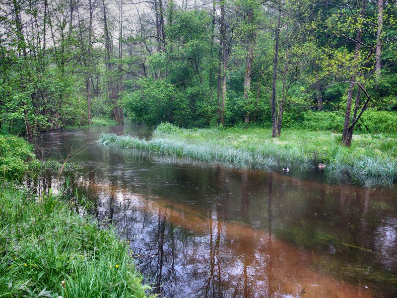 Forest River Creek. Stream in the Woods Stock Photo - Image of forest ...