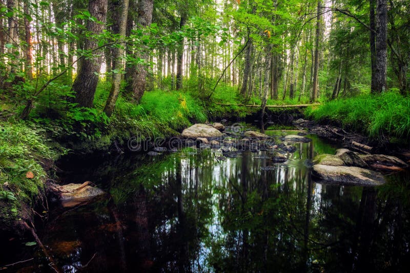 Forest River Creek Water Flow. Beautiful Landscape Stock Image - Image ...
