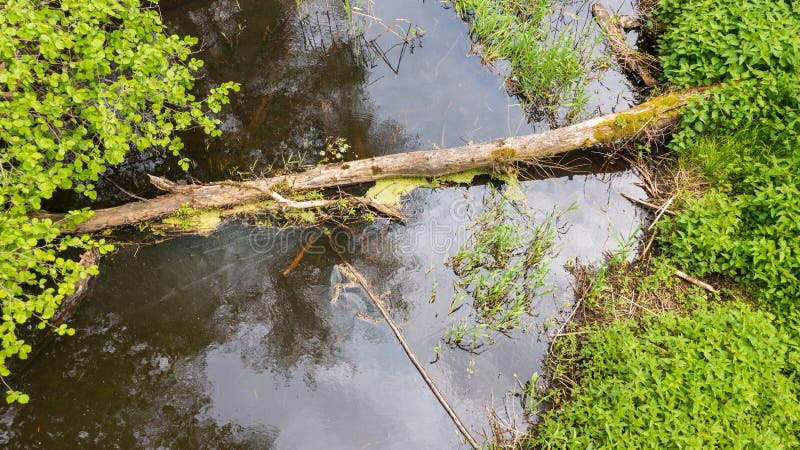 Forest River with Dead Tree Log Lying Over Stock Photo - Image of ...