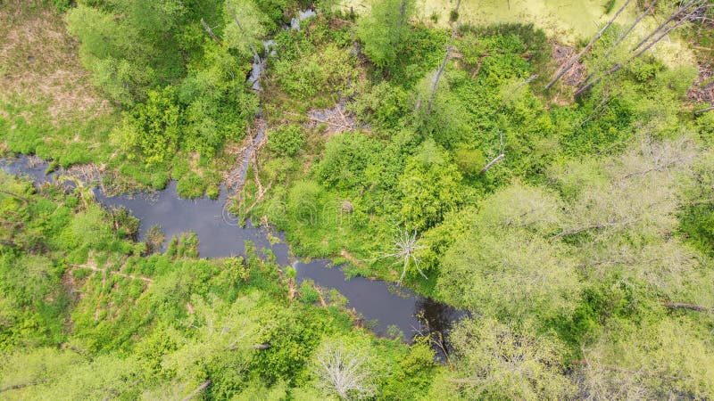 Forest River with Dead Tree Log Lying Over Stock Photo - Image of flow ...