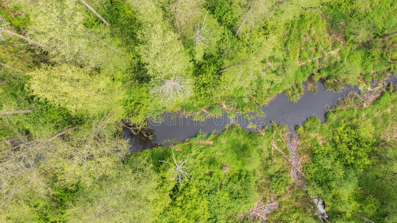 Forest River with Dead Tree Log Lying Over Stock Photo - Image of ...