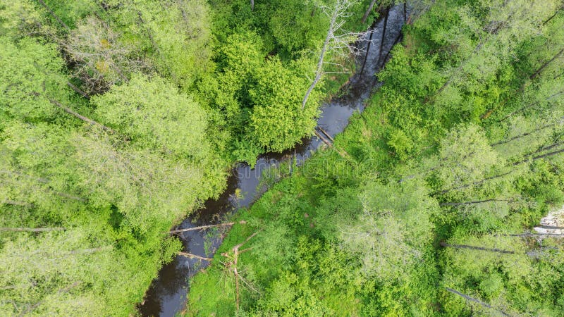 Forest River with Dead Tree Log Lying Over Stock Photo - Image of ...