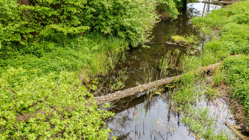 Forest River with Dead Tree Log Lying Over Stock Photo - Image of flora ...