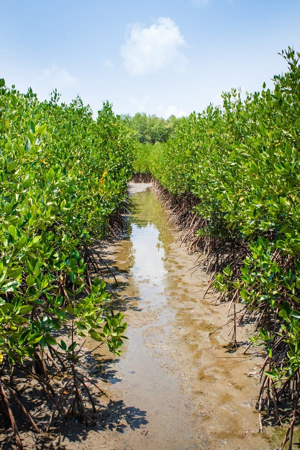 Estuary and Mangroves stock photo. Image of prop, rhizophora - 7611162