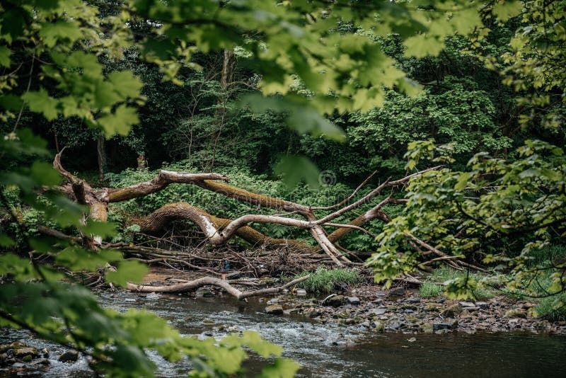 Forest River with Fallen Tree Branches Stock Image - Image of dense ...