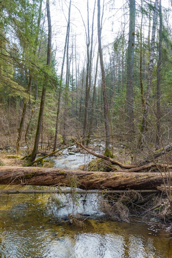 Forest and River with Fallen Trunks Stock Image - Image of branch ...