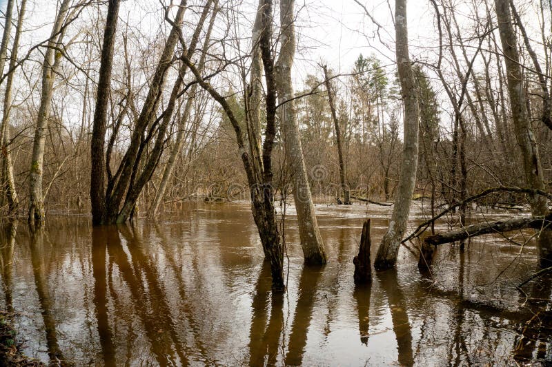 The Forest River Flooded the Trees in Early Spring after the Snow ...