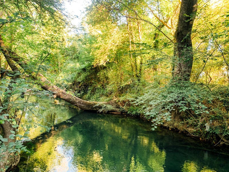 Beautiful Forest River and Green Forest Landscape Stock Image - Image ...