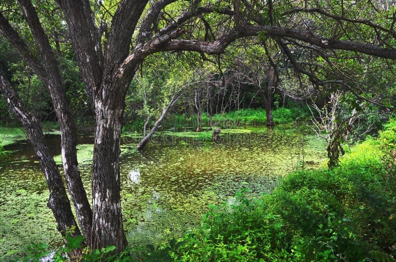 Green Marsh Land in Forest stock photo. Image of plants - 28382060