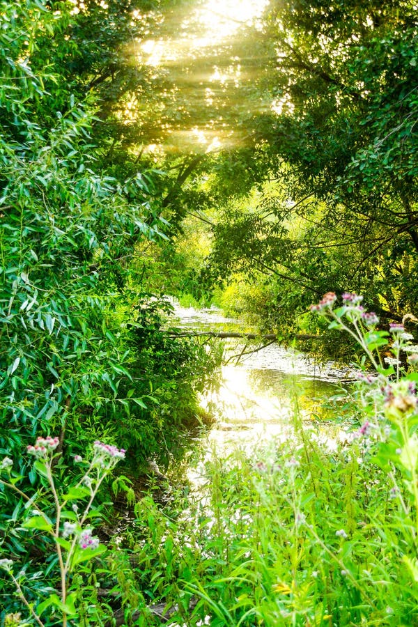 Forest River on a Hot Summer Day Stock Image - Image of landscape ...