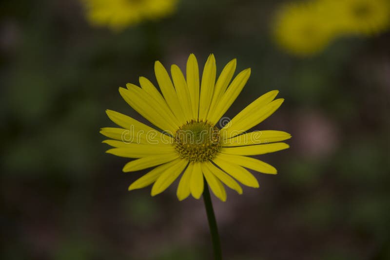 Forest River Landscape. Wild River Flow in Deep Forest Stock Image ...