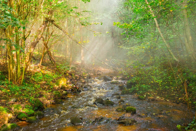 Forest river and mist stock image. Image of outdoor - 100073773