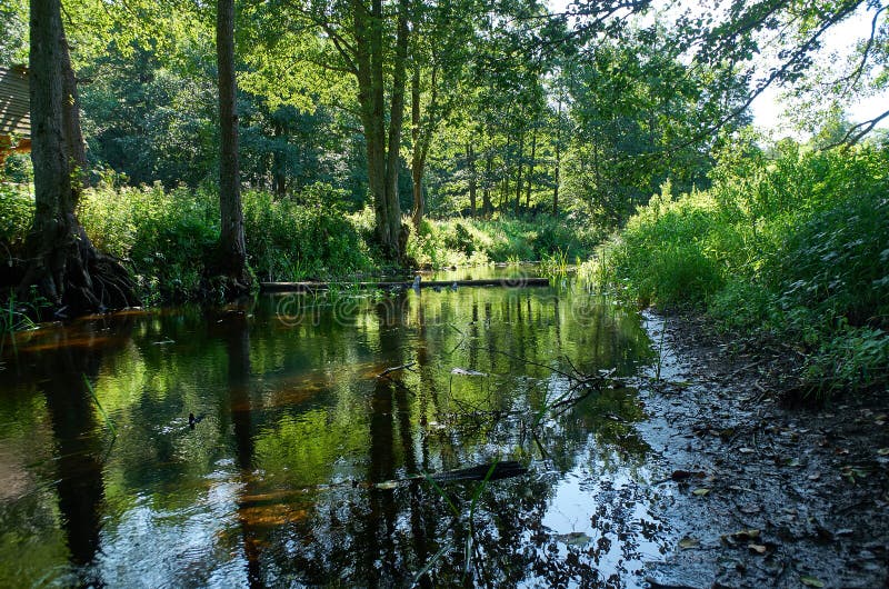 Belarus Forest stock image. Image of fuer, clouds, trees - 43178203