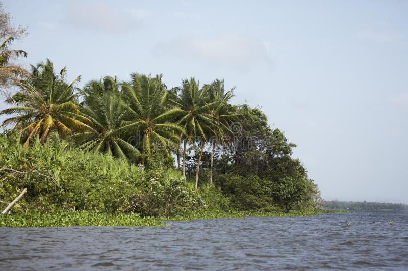 Forest and River at Orinoco Delta in Venezuela Stock Photo - Image of ...