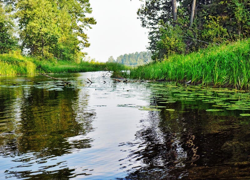 Forest River with Pure Water Stock Image - Image of lake, bushes: 13970833