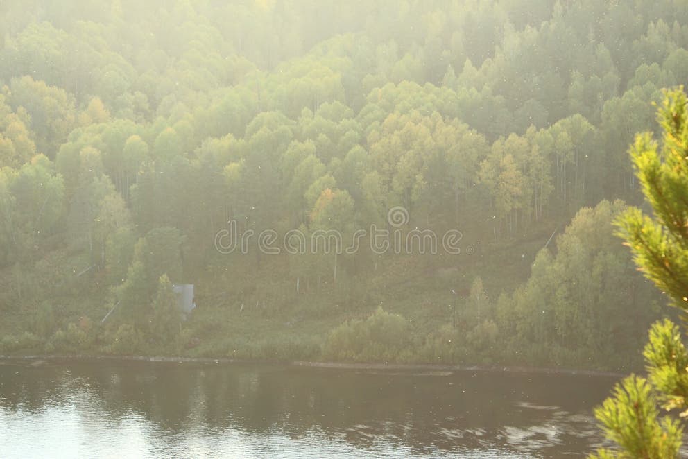 Forest and River in the Rays of Sunset Stock Image - Image of nature ...