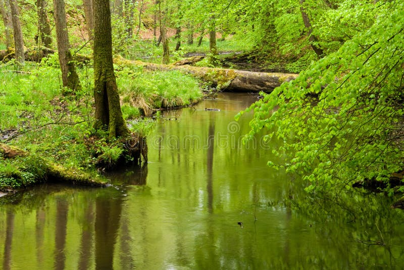 River In Spring Forest In Fog Stock Photo - Image of march, snow: 59487090