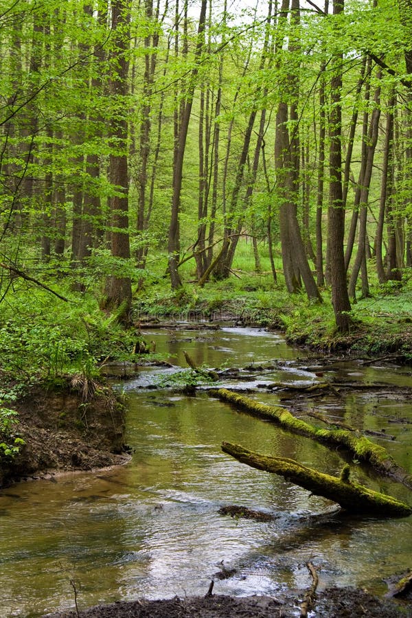 Forest and river in spring stock photo. Image of hornbeam - 8564016