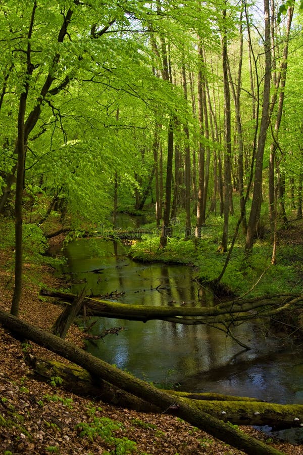 Forest and river in spring stock photo. Image of schlaube - 9094146