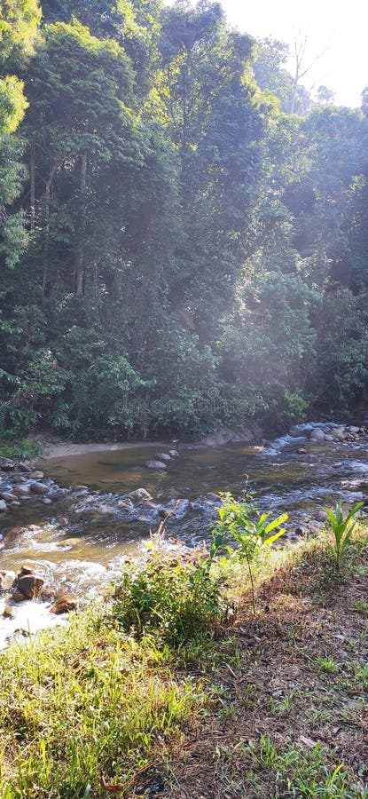 Forest River Stone and Tree with Sun Beam, Water Flow in Perak Malaysia ...