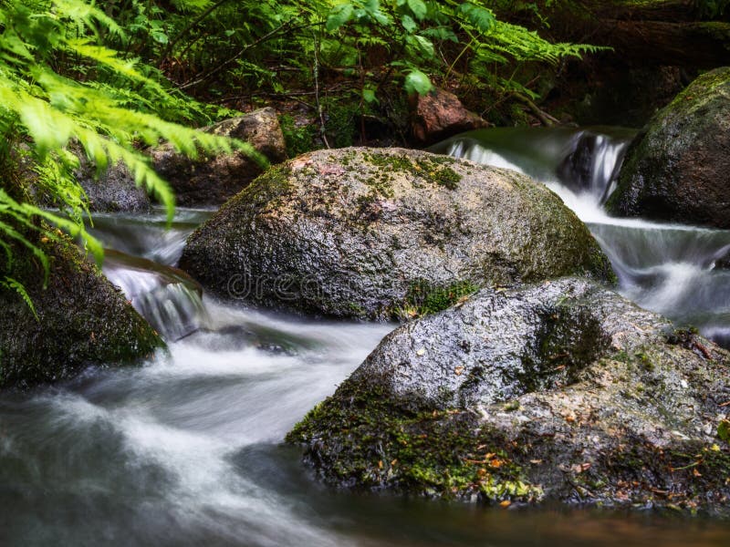 Forest River Stream Water Slowly Flow. Mossy River Stream Rocks. Mossy ...