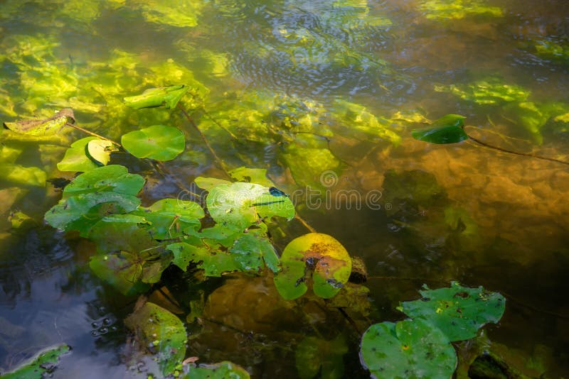 Forest River Surface with Algae Stock Photo - Image of nature, natural ...