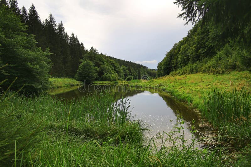 Forest River in Thuringia with Lush Greenery, Reflecting Water, and a ...
