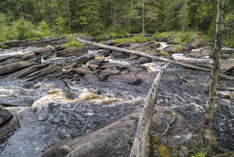 Forest River. Water Flows through the Threshold. Stock Photo - Image of ...
