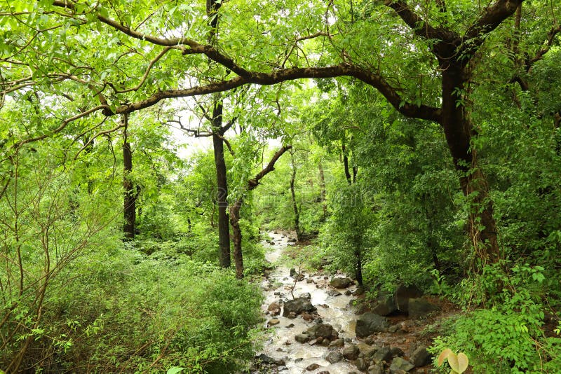 Forest River Waterfall View. Wild River Rapids. Forest Wild River Water ...