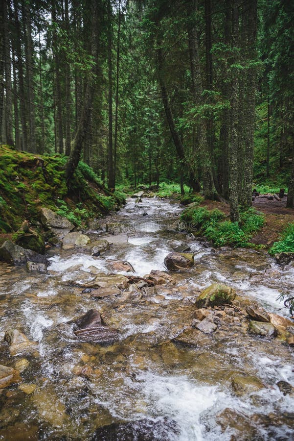Forest River on the Whole Frame Stock Image - Image of green, outdoor ...