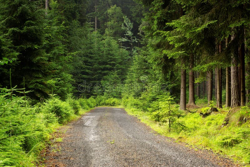Fantasy forest stock photo. Image of countryside, tree - 14299414