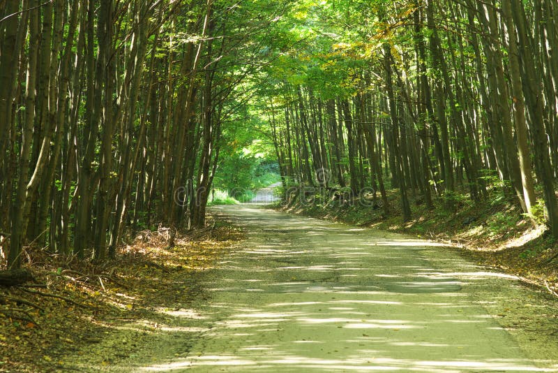 Forest road. stock photo. Image of tree, trunk, landscape - 12682834