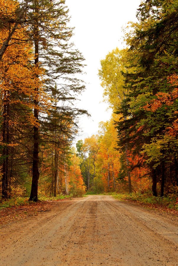Summer forest road stock image. Image of grass, belgium - 8016027