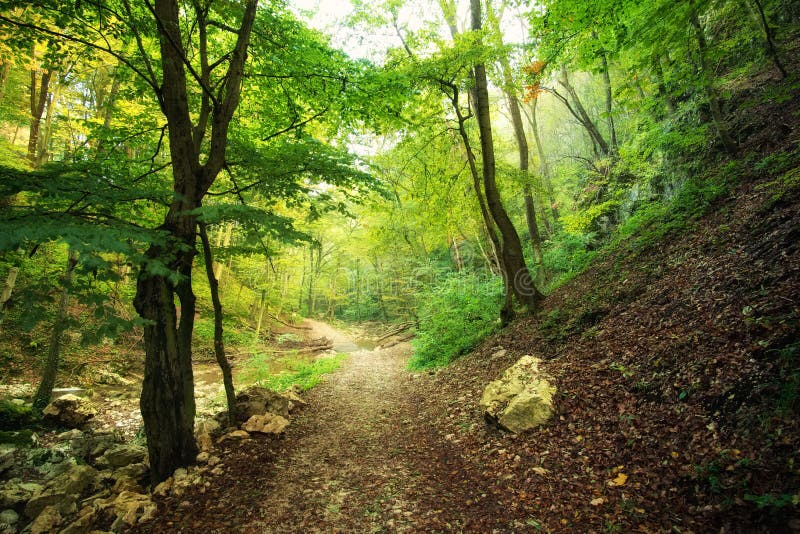 Forest dirt road stock image. Image of scenery, travel - 132634805