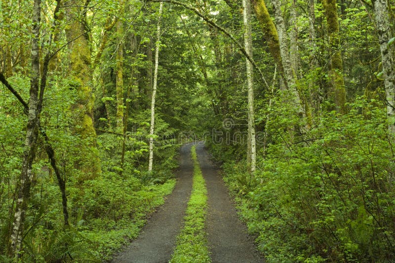Forest Road stock image. Image of green, quiet, grove - 14284745