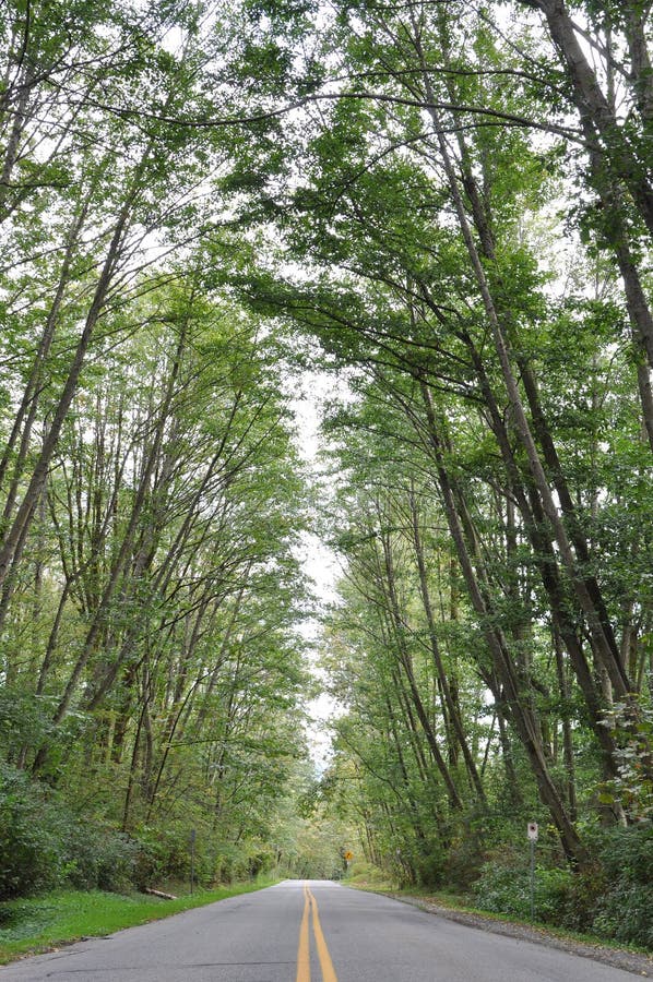 Forest road stock image. Image of country, countryside - 16931447