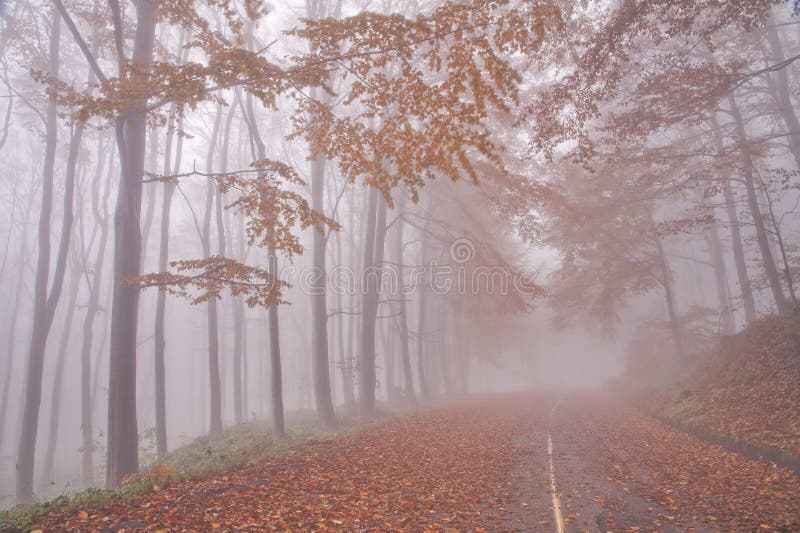 Forest road on foggy day stock photo. Image of dense - 21695608